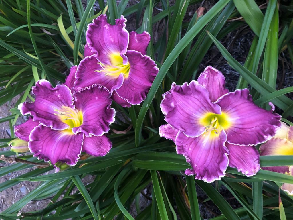 Zac Attack | Harbour Breezes Daylilies and Japanese Iris at Jeddore on ...