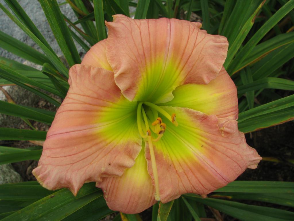 Jade Princess | Harbour Breezes Daylilies and Japanese Iris at Jeddore ...