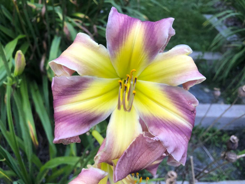 Sally Sue's Lightening Strike | Harbour Breezes Daylilies and Japanese ...
